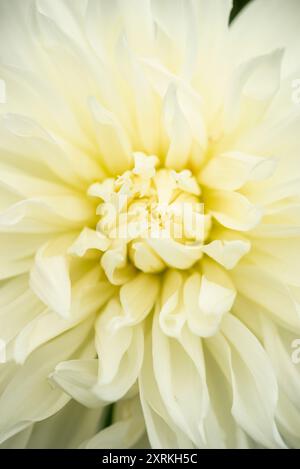 Dahlia 'Fleurel' a very large flowered form of Dahlia with huge creamy ...