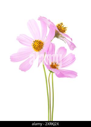 Three pink cosmos flowers background Stock Photo - Alamy