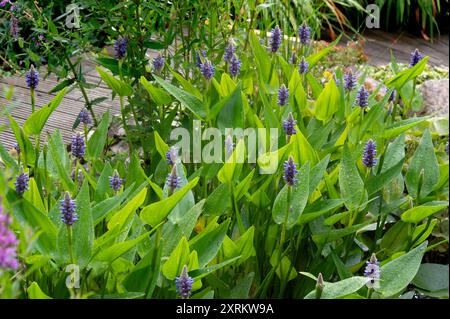 Pontederia cordata var. lancifolia, Pontederia lanceolata ...