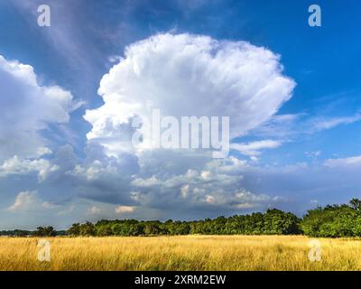 White fluffy cumulonimbus clouds forming before thunderstorm on evening ...