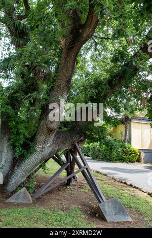 A centuries-old oak tree supported by sturdy steel structure Stock ...