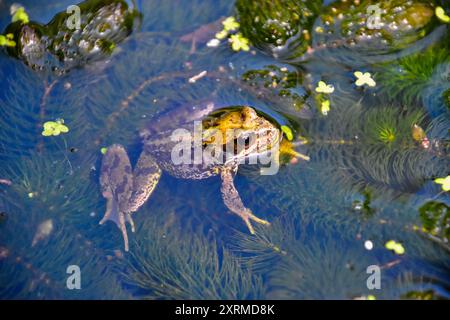 Common Frog, Hebden Bridge, West Yorkshire Stock Photo - Alamy