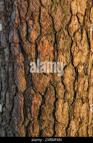 Close-up of tree bark with intricate roots and green vines in natural ...