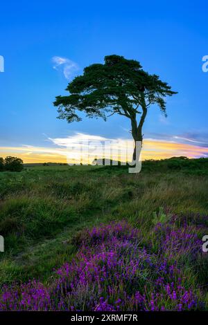 The well known tree at Priddy mineries which overlooks Priddy pond as ...