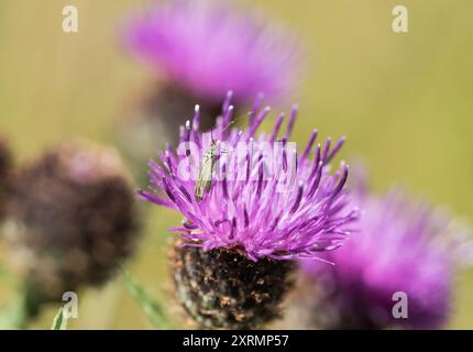 knapweed plant bug (Oncotylus viridiflavus Stock Photo - Alamy