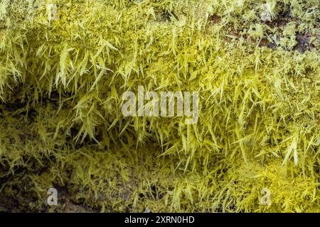 Natural needle like crystals of Sulphur (S) formed in the opening of a ...