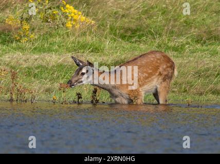 Beautiful female red deer drinking and bathing in the cool pond on a ...