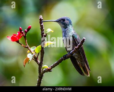 Azure-crowned Hummingbird (Saucerottia cyanocephala) Aves Stock Photo ...
