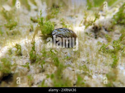 Freshwater and brackish water snail - Theodoxus fluviatilis (rare image ...