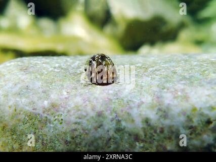 Freshwater and brackish water snail - Theodoxus fluviatilis (rare image ...