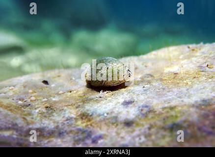Freshwater and brackish water snail - Theodoxus fluviatilis (rare image ...