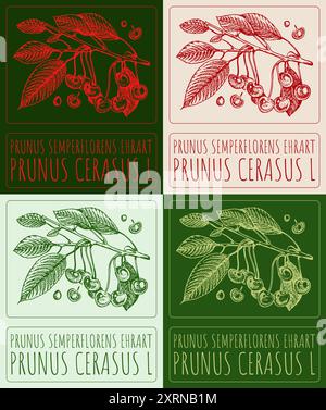 Vector drawing PRUNUS SEMPERFLORENS EHRART. Hand drawn illustration ...