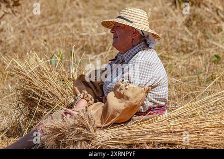 women reaping wheat Stock Photo - Alamy