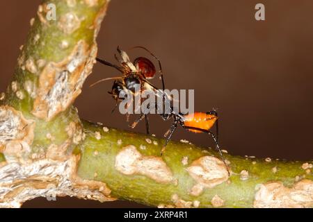 Common Assassin Bug (Pristhesancus plagipennis Stock Photo - Alamy