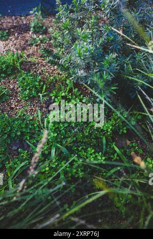 weeds and unwanted plants growing amont feature plants in Australian ...