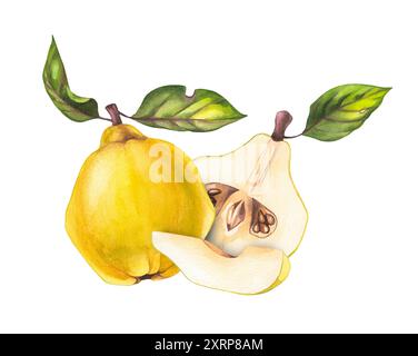 Watercolor quince. Watercolor apple-quince, queen apple, quince tree ...