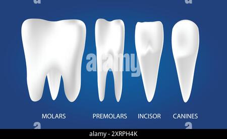 illustration of types of human teeth Stock Vector Image & Art - Alamy