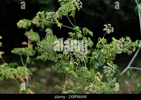 Fruits of the hemlock (Conium maculatum), a medicinal and poisonous ...