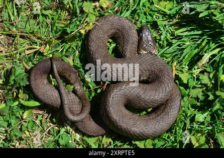 Adult grass snake about to slough its skin. Dorset, UK July Stock Photo ...