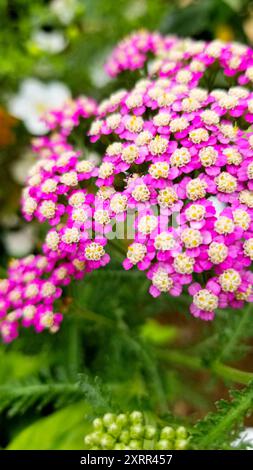A pink yarrow (achillea millefolium) beginning to bloom Stock Photo - Alamy