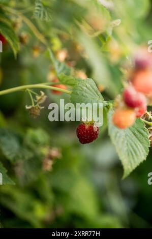 Fresh red raspberry hanging on bush with fresh green leaves Stock Photo ...