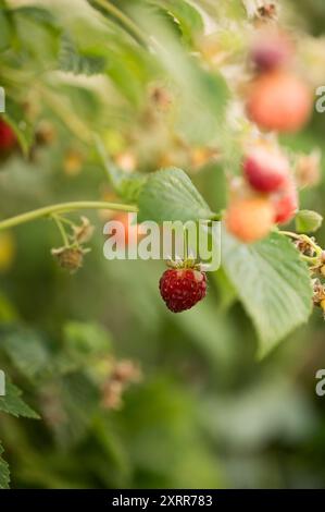 fresh red raspberry hanging from a shrub Stock Photo - Alamy