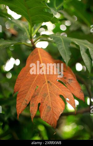 Artocarpus camansi (Also breadnut, Moraceae, breadfruit, Artocarpus ...
