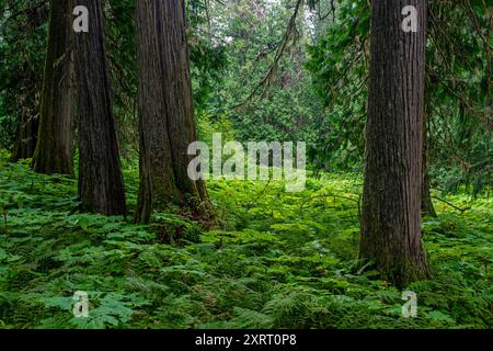 Western cedar trees and ferns inside the Ancient Forest of the Fraser ...