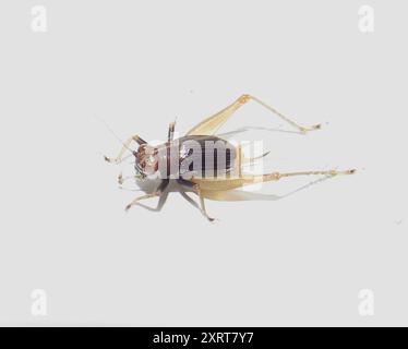 Trigs, Sword-tailed Crickets, and Ground Crickets (Trigonidiidae Stock ...