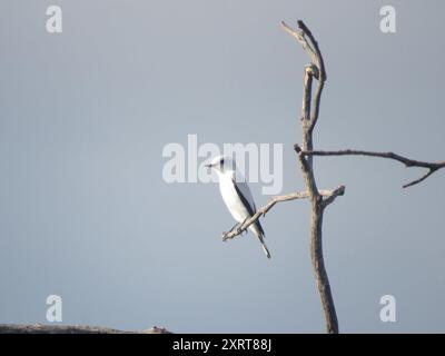 White Monjita (Xolmis irupero) Aves Stock Photo - Alamy