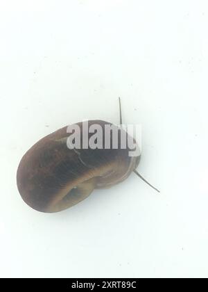 Ramshorn snails (Planorbidae) Mollusca Stock Photo - Alamy