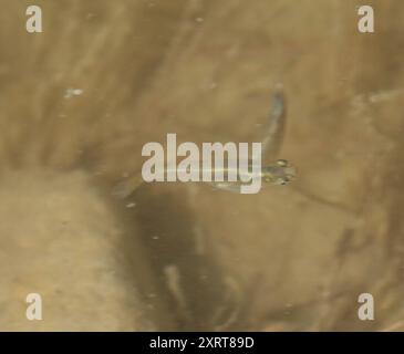 Western Mosquitofish (Gambusia affinis) Actinopterygii Stock Photo - Alamy