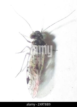 Common Barklice (Psocidae) Insecta Stock Photo - Alamy