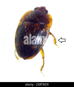 Strawberry Sap Beetle (Stelidota geminata) Insecta Stock Photo - Alamy