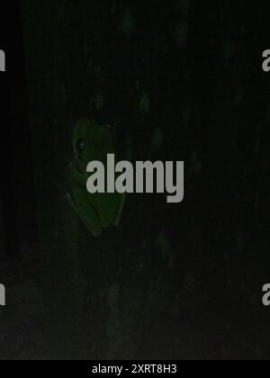 Holarctic Treefrogs (Hyla) Amphibia Stock Photo - Alamy