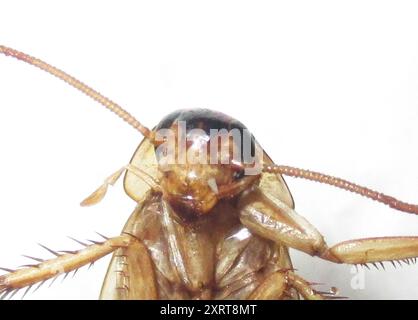 Household Cockroaches (Blattidae) Insecta Stock Photo - Alamy