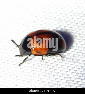 Two-spotted Diaperis (Diaperis maculata) Insecta Stock Photo - Alamy