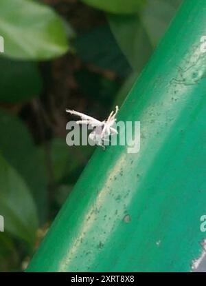 (Ricania guttata) Insecta Stock Photo - Alamy