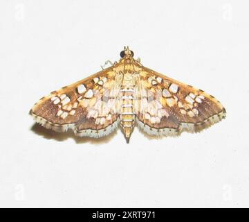 Assembly Moth (Samea ecclesialis) Insecta Stock Photo - Alamy