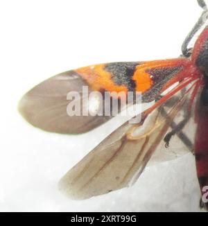Seed-eating Bugs (Graptostethus) Insecta Stock Photo - Alamy