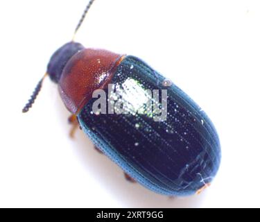 Two-horned Darkling Beetle (Neomida bicornis) Insecta Stock Photo - Alamy