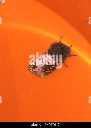Spanish Moth (Xanthopastis regnatrix) Insecta Stock Photo - Alamy