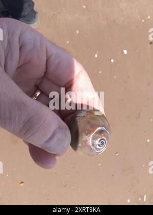 Shark Eye (Neverita duplicata) Mollusca Stock Photo - Alamy