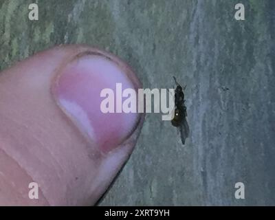 Southern Ant (Chelaner antarcticus), Insecta, Te Ika-a-Māui/North ...