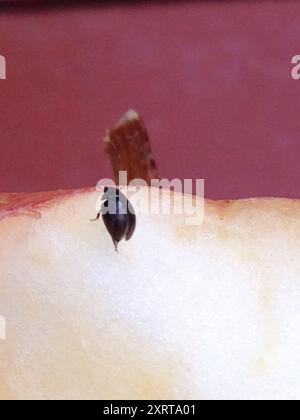 Water Scavenger Beetles (Hydrophilidae) Insecta Stock Photo - Alamy