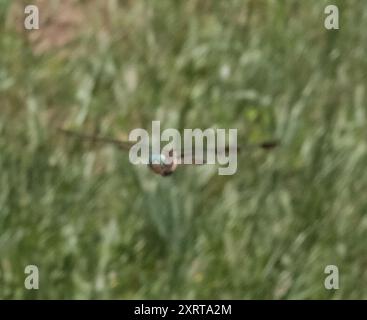 Prince Baskettail (Epitheca princeps) Insecta Stock Photo - Alamy