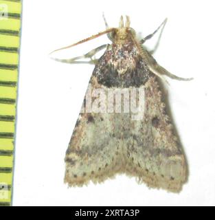 Basal Pyrale (Loryma basalis) Insecta Stock Photo - Alamy