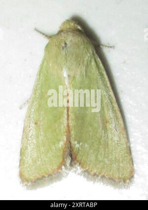 (Adisura aerugo) Insecta Stock Photo - Alamy