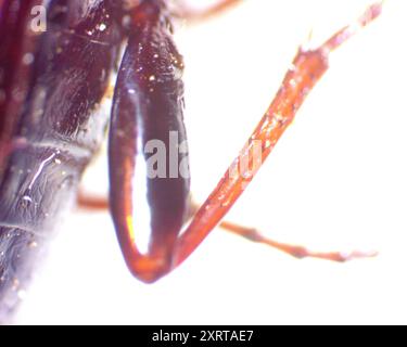 (Pterostichus sculptus) Insecta Stock Photo - Alamy