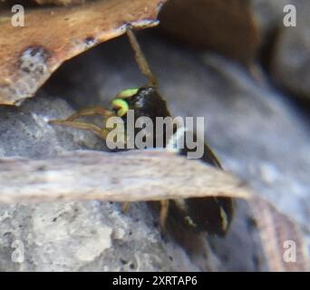 Sun Jumping Spiders (Heliophanus) Arachnida Stock Photo - Alamy